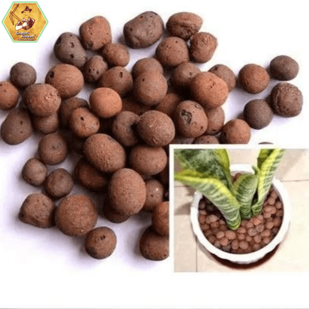 Leca Clay Balls for Plants: Perfect for Cacti, Succulents, Orchids ...